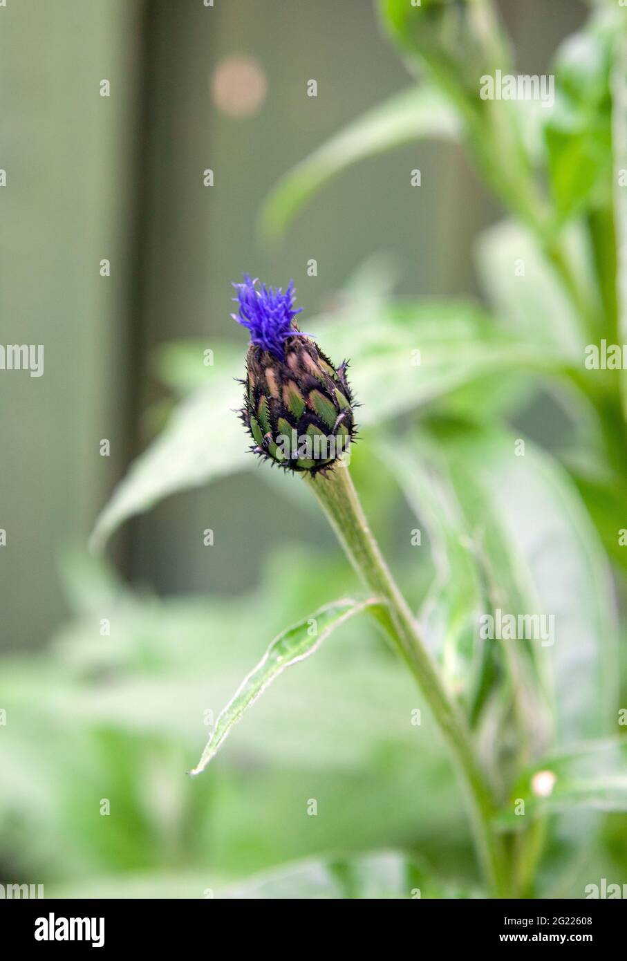 Cornflower bud hi-res stock photography and images - Alamy