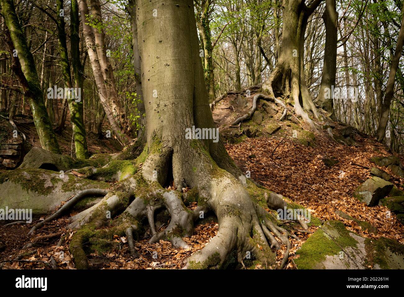 Trees with roots hi-res stock photography and images - Alamy