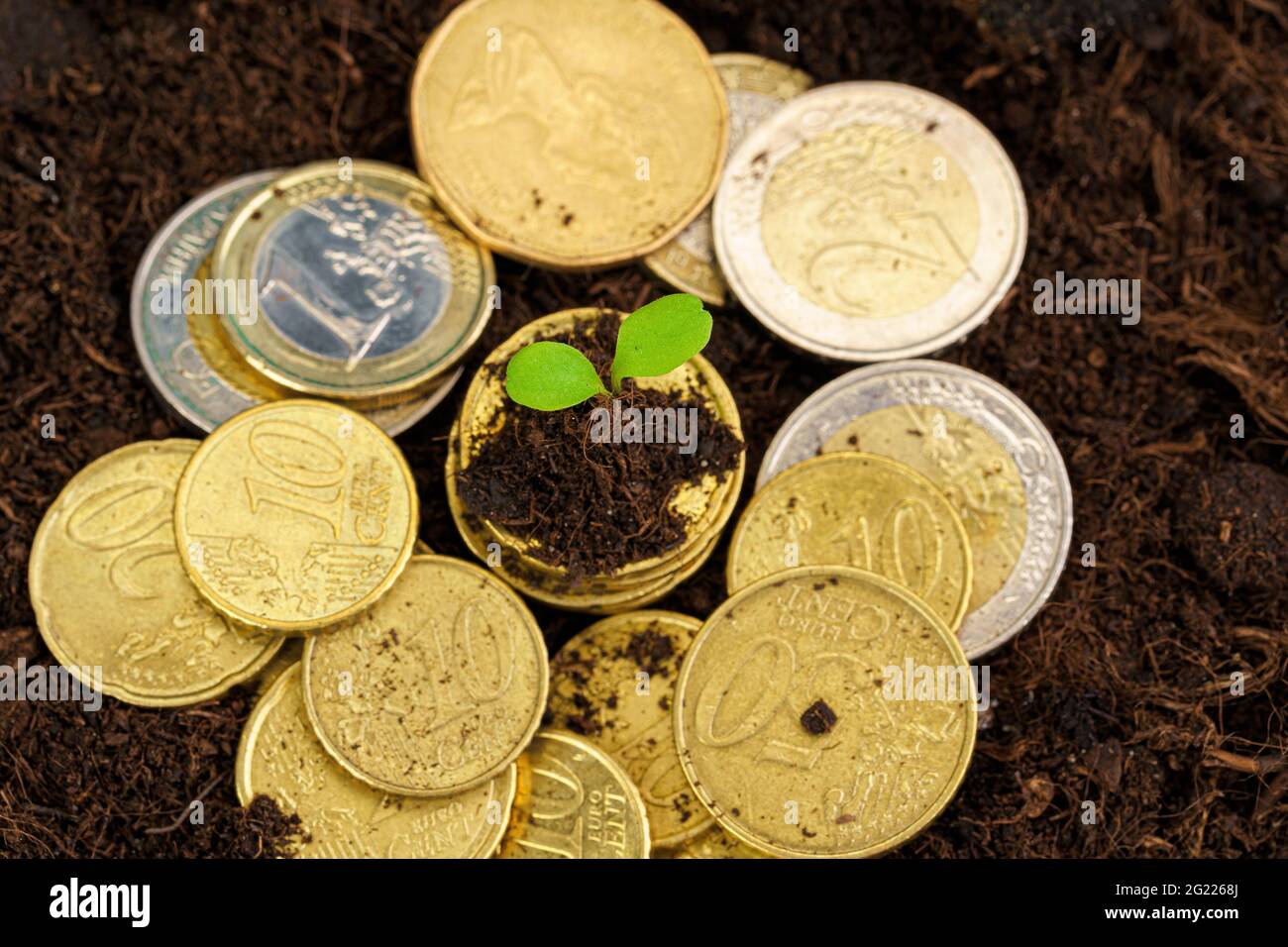 Gold Coin Plant High Resolution Stock Photography and Images - Alamy