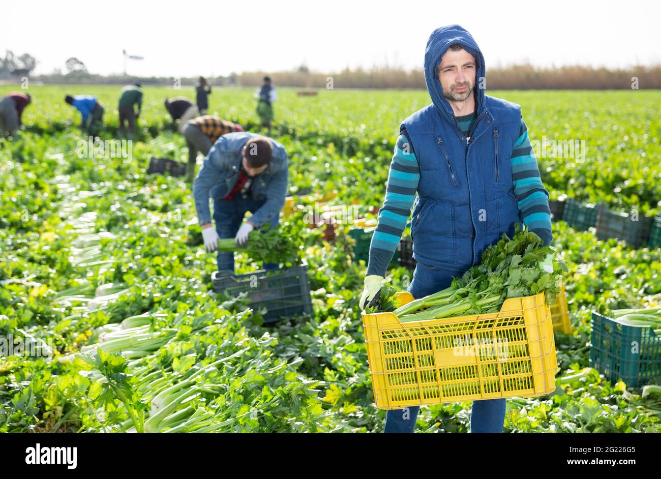 Portrait confident man carrying crate hi-res stock photography and ...
