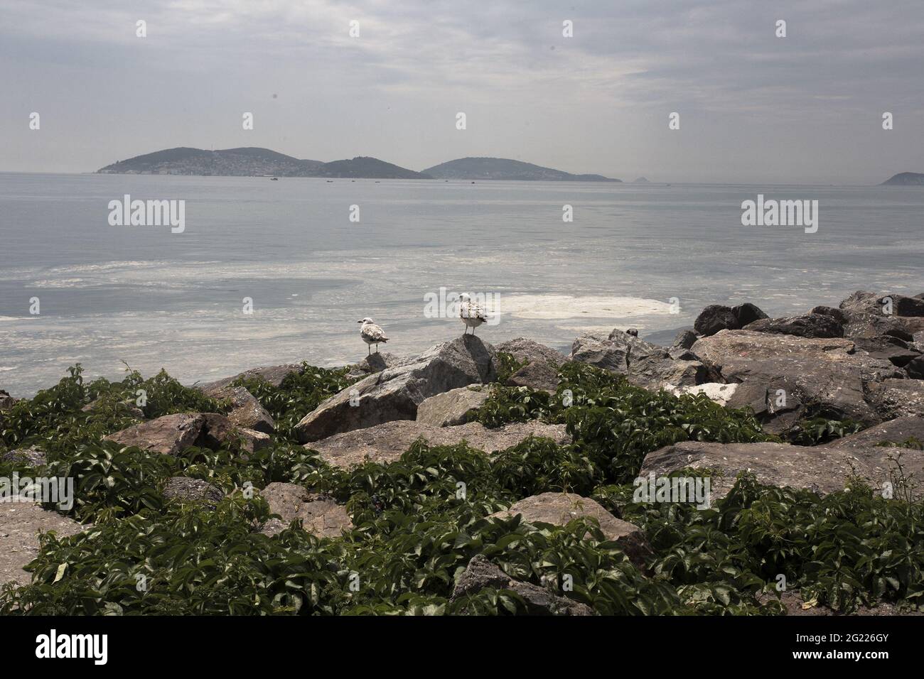 Photo taken on June 7, 2021 shows a mucus-like substance known as sea ...