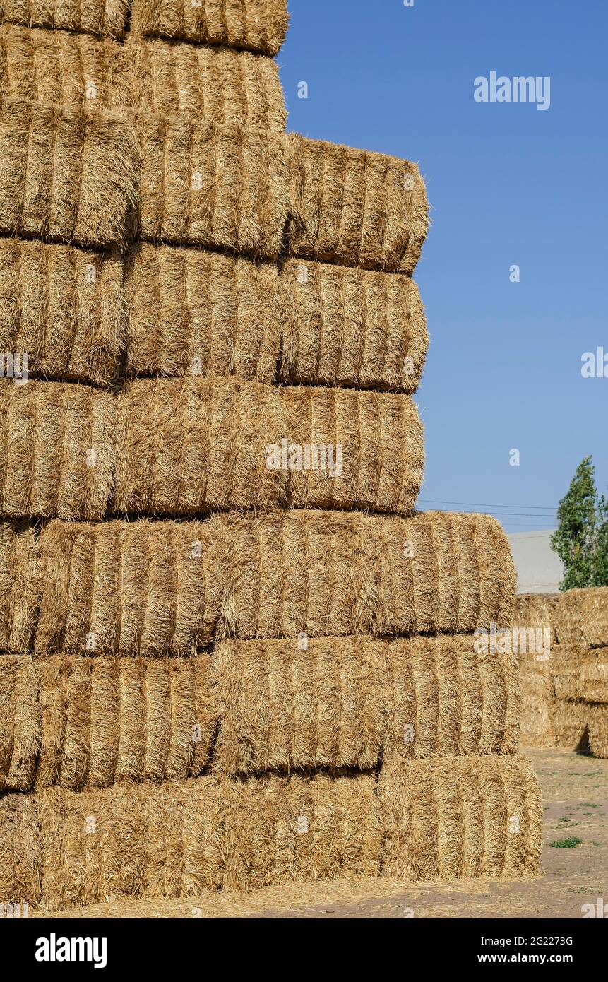 Rectangular stacks of dry hay in an open-air field. Storage of dry ...
