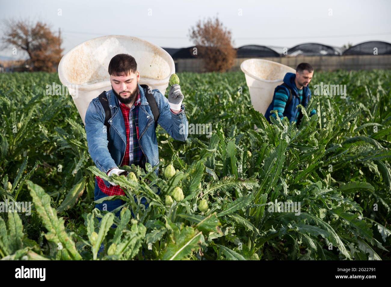 Young worker gathering in crops of artichokes Stock Photo - Alamy