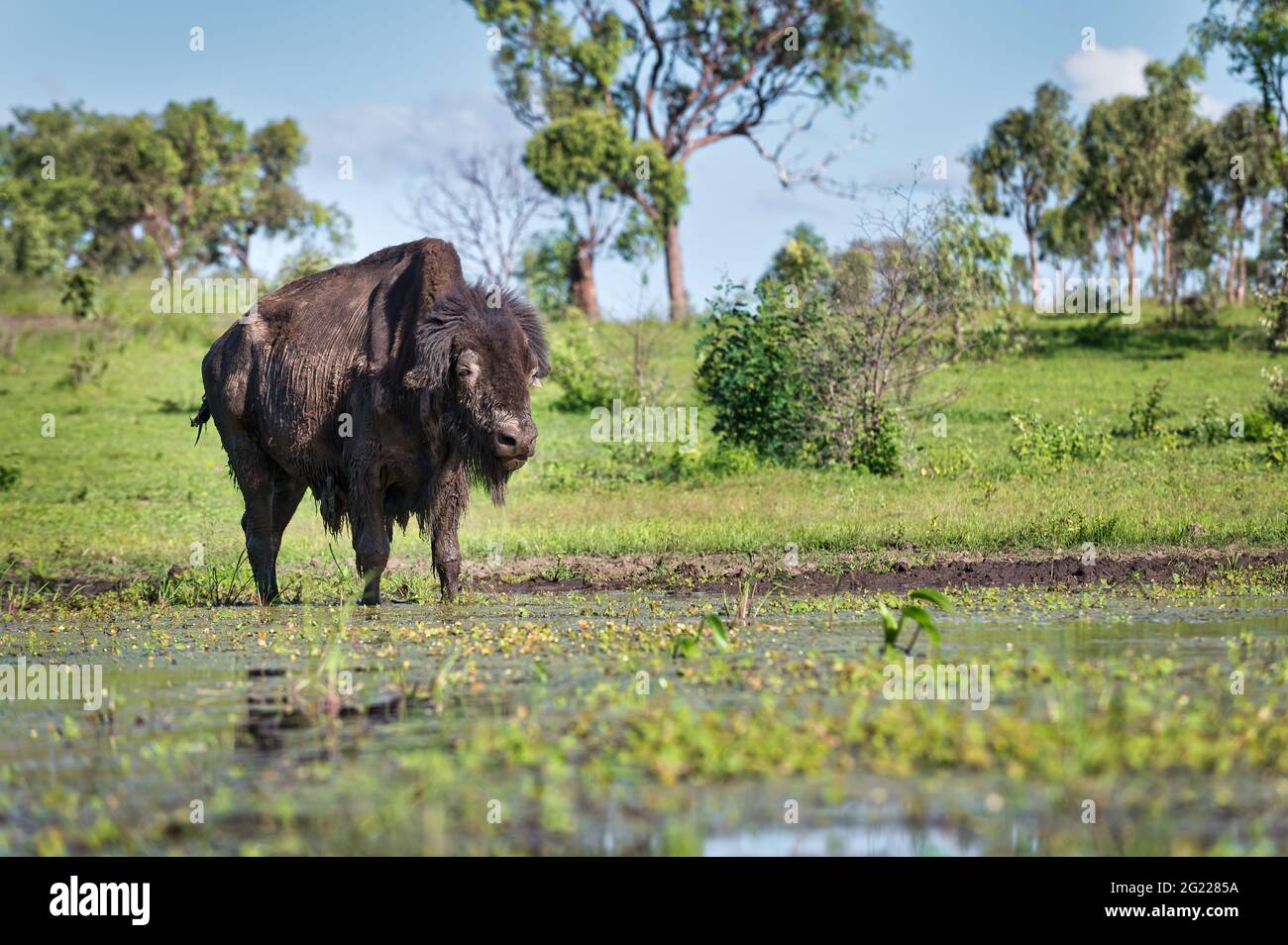 Members of a small herd of American bison settling in to their new open ...