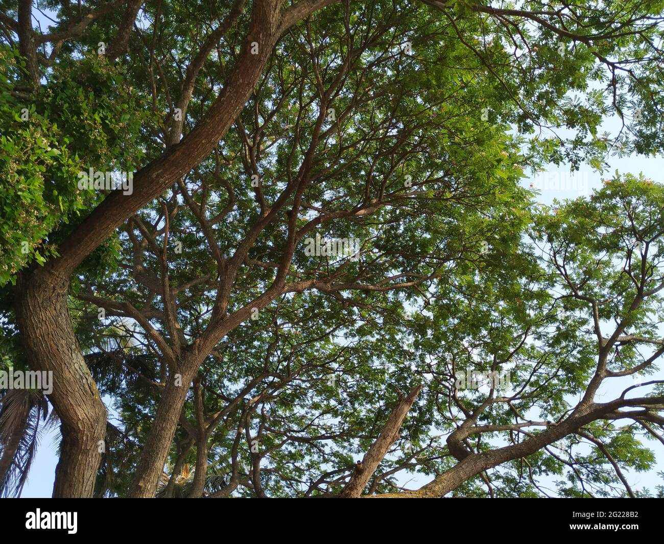 Low angle of a tree covered with thick bright green leaves on branches ...