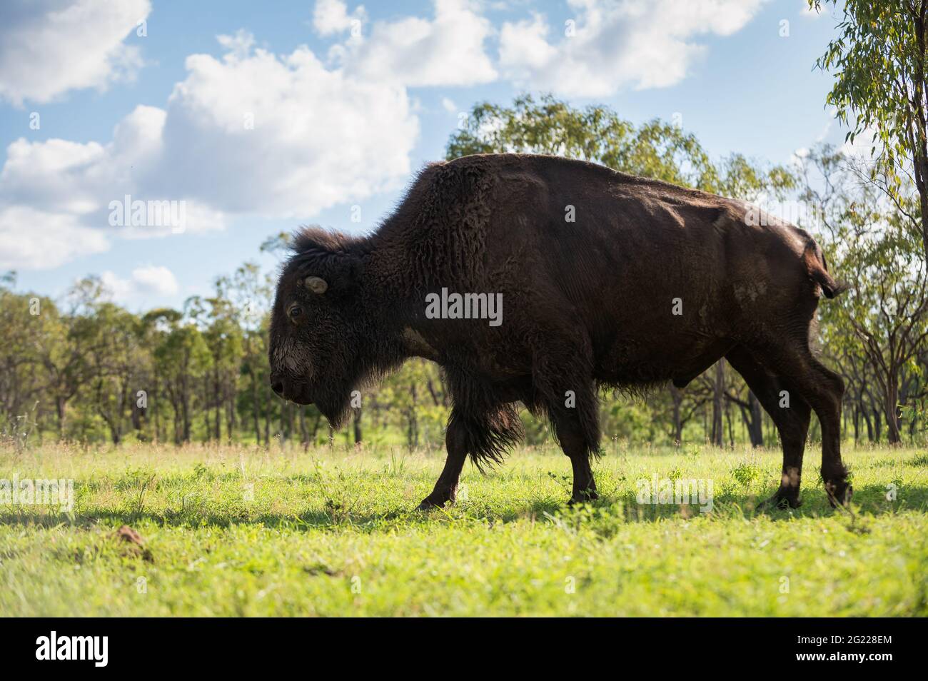 Bison bison herd walking hi-res stock photography and images - Alamy