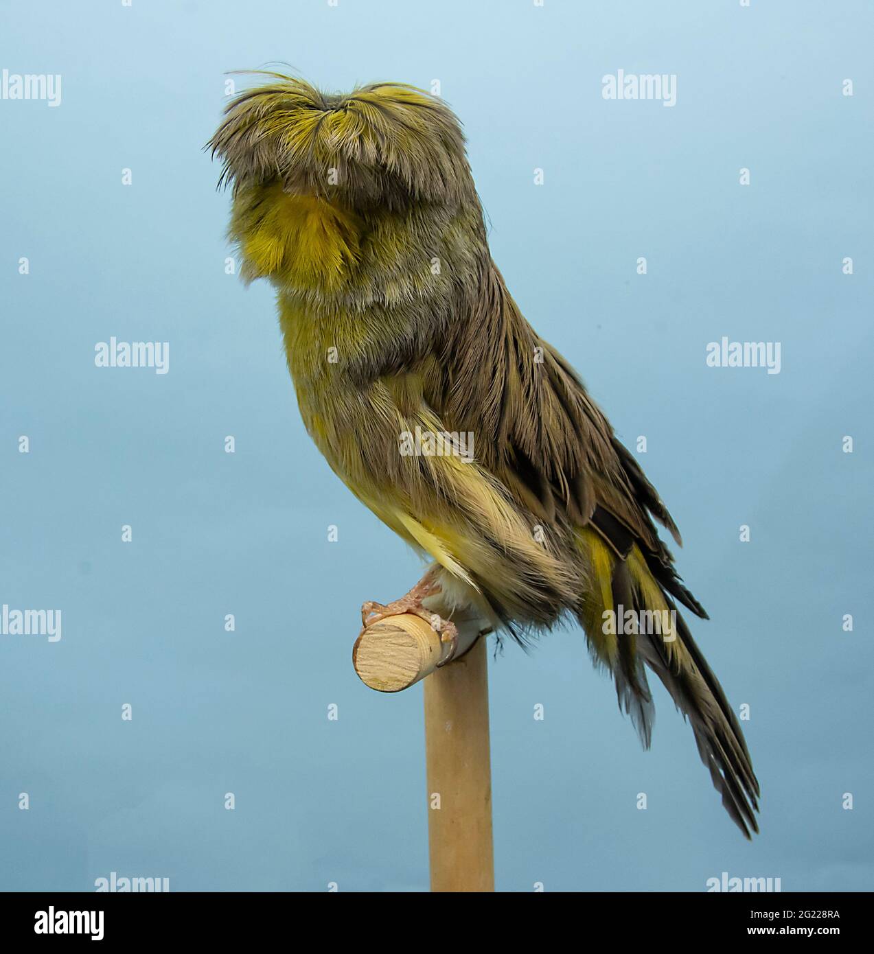 Canary bird perched in softbox Stock Photo - Alamy