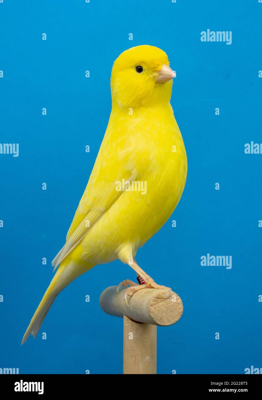 Blue Canary Bird