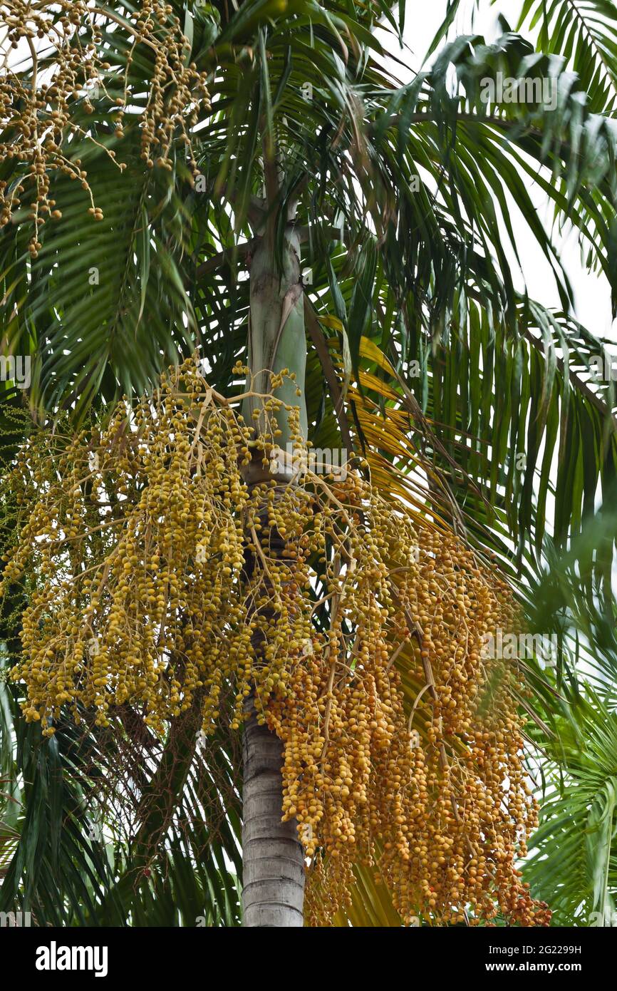 Betelnut Tree High Resolution Stock Photography and Images - Alamy