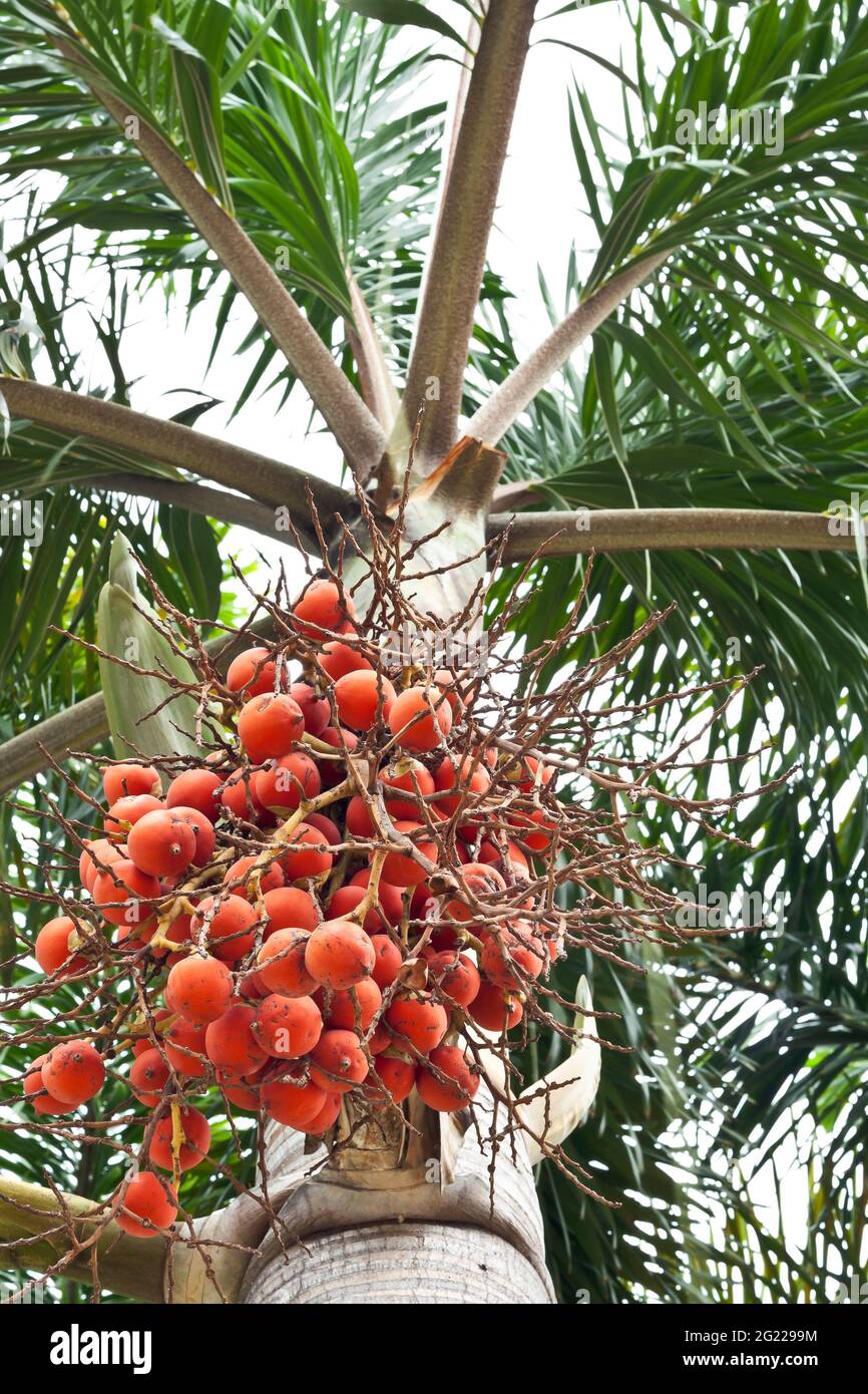Red Palm Tree With Nuts