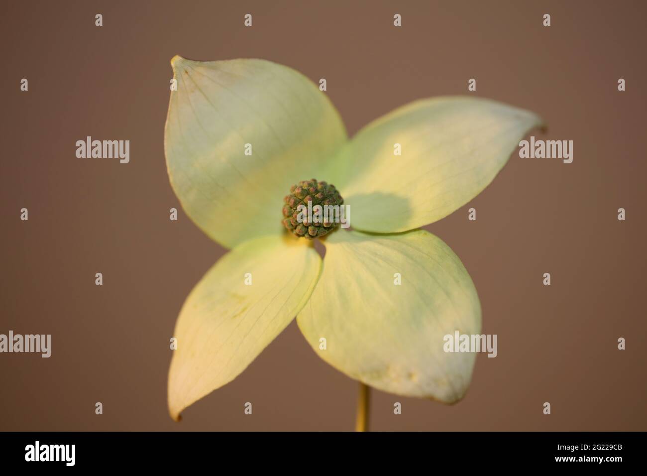 White flower blossom close up cornus kousa family cornaceae botanical modern background high ...