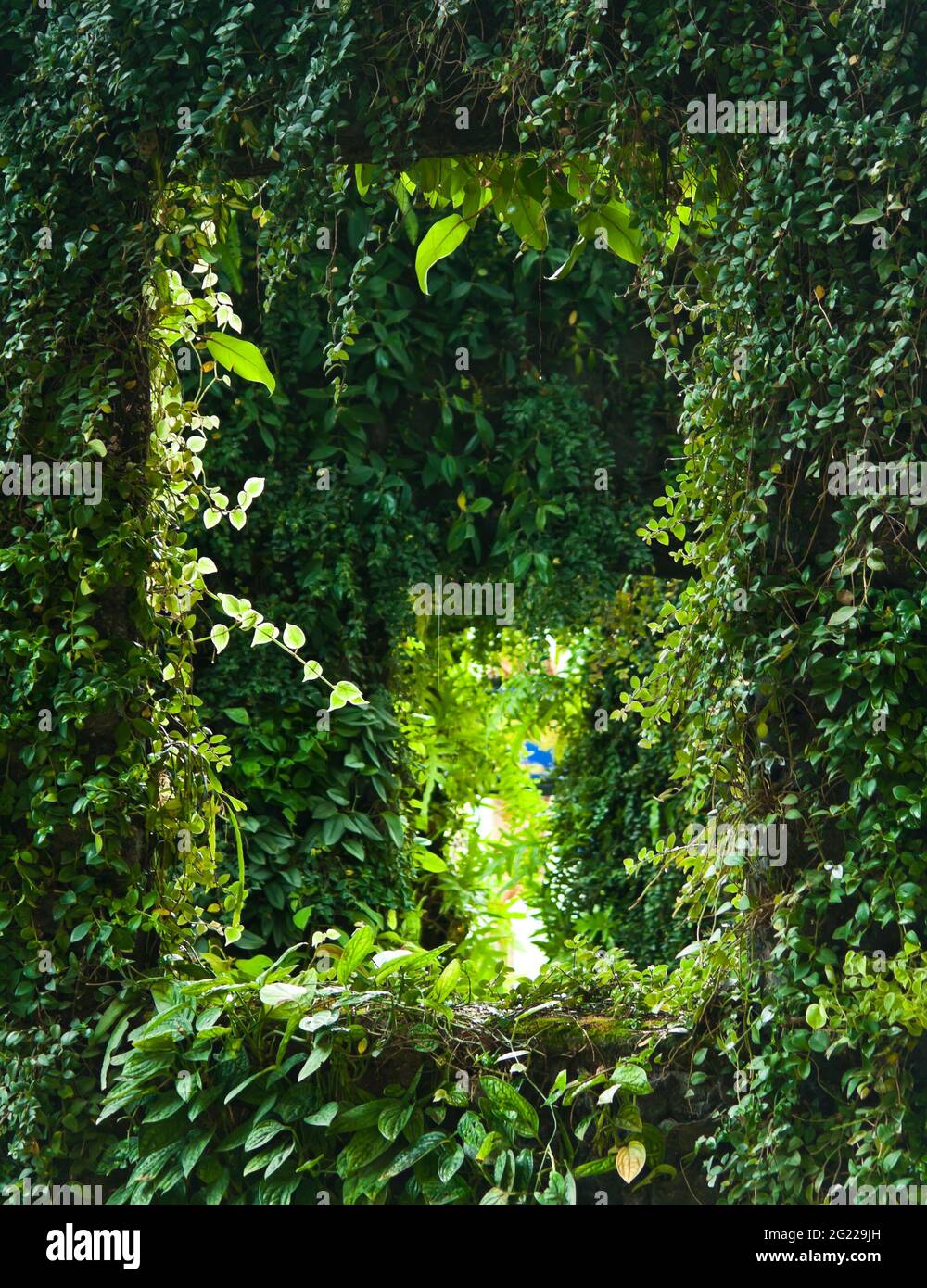 Window made from cut of garden bush Stock Photo - Alamy