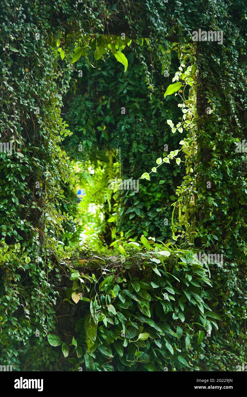 Window made from cut of garden bush Stock Photo - Alamy