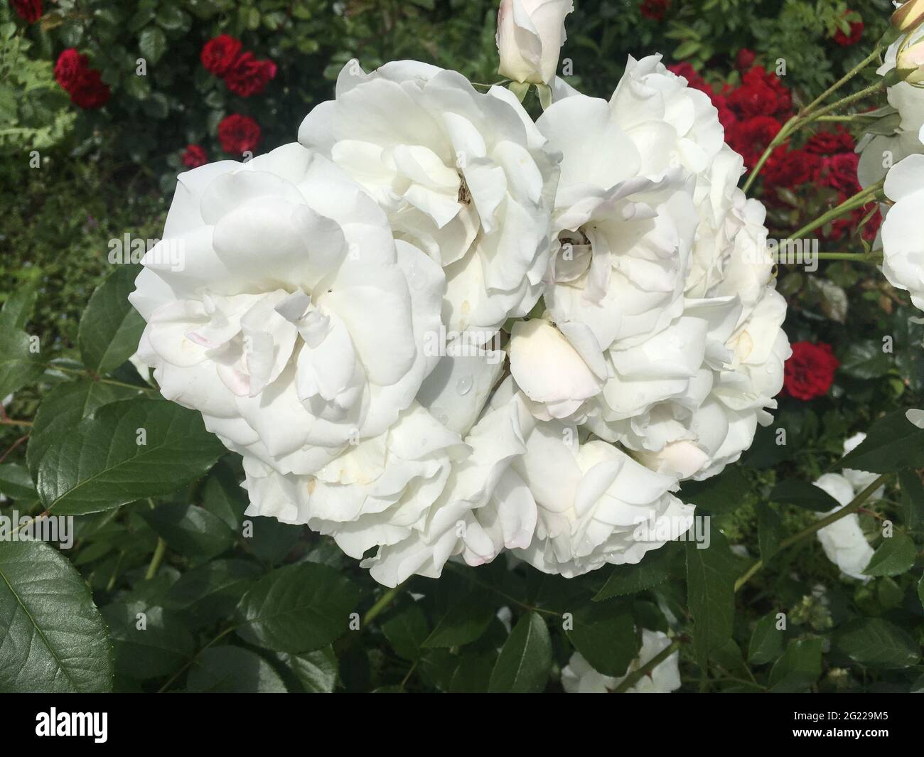 a white rose in a garden Stock Photo - Alamy
