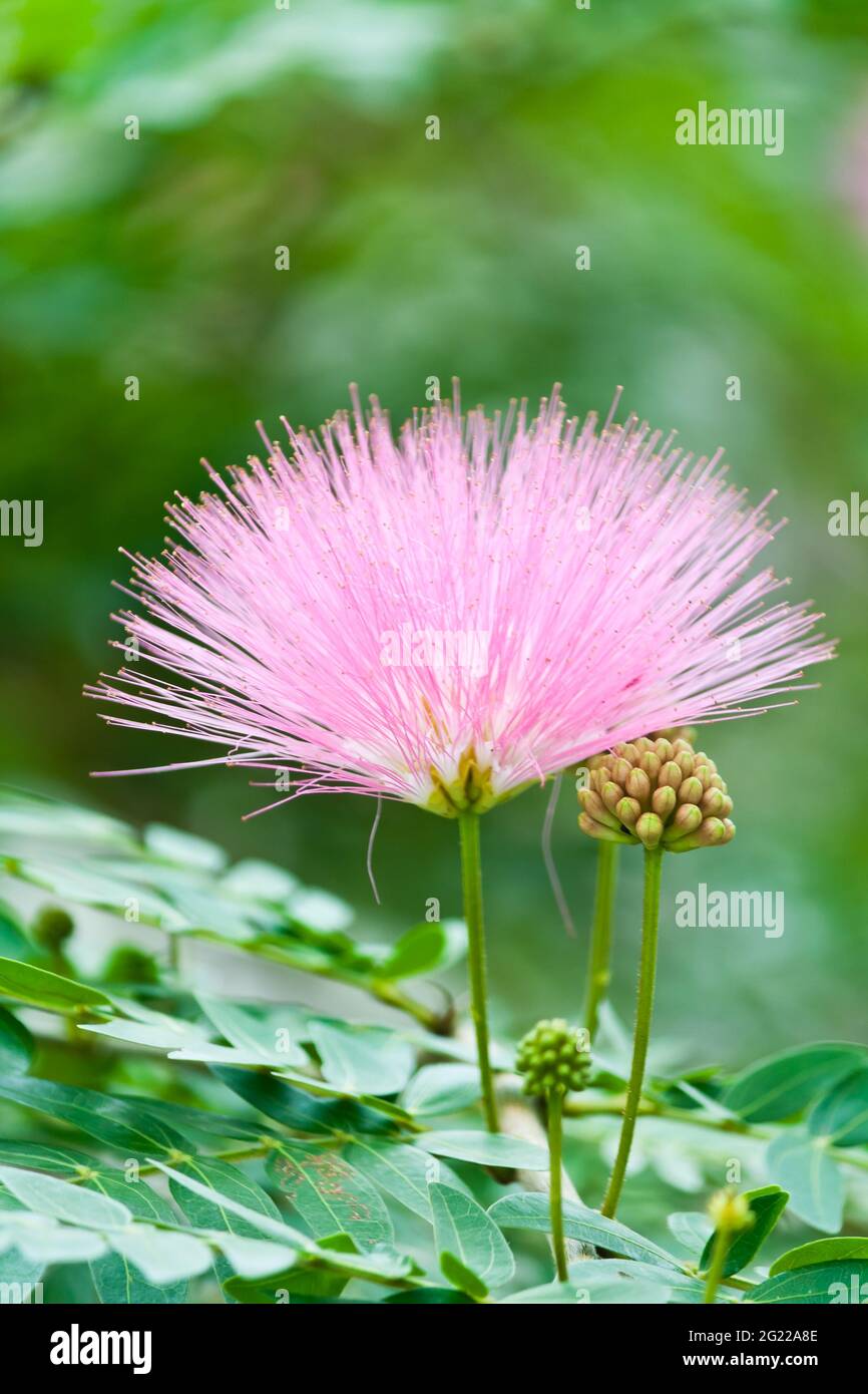 Samanea saman,Rain tree,Pink flower tree in Thailand Stock Photo - Alamy
