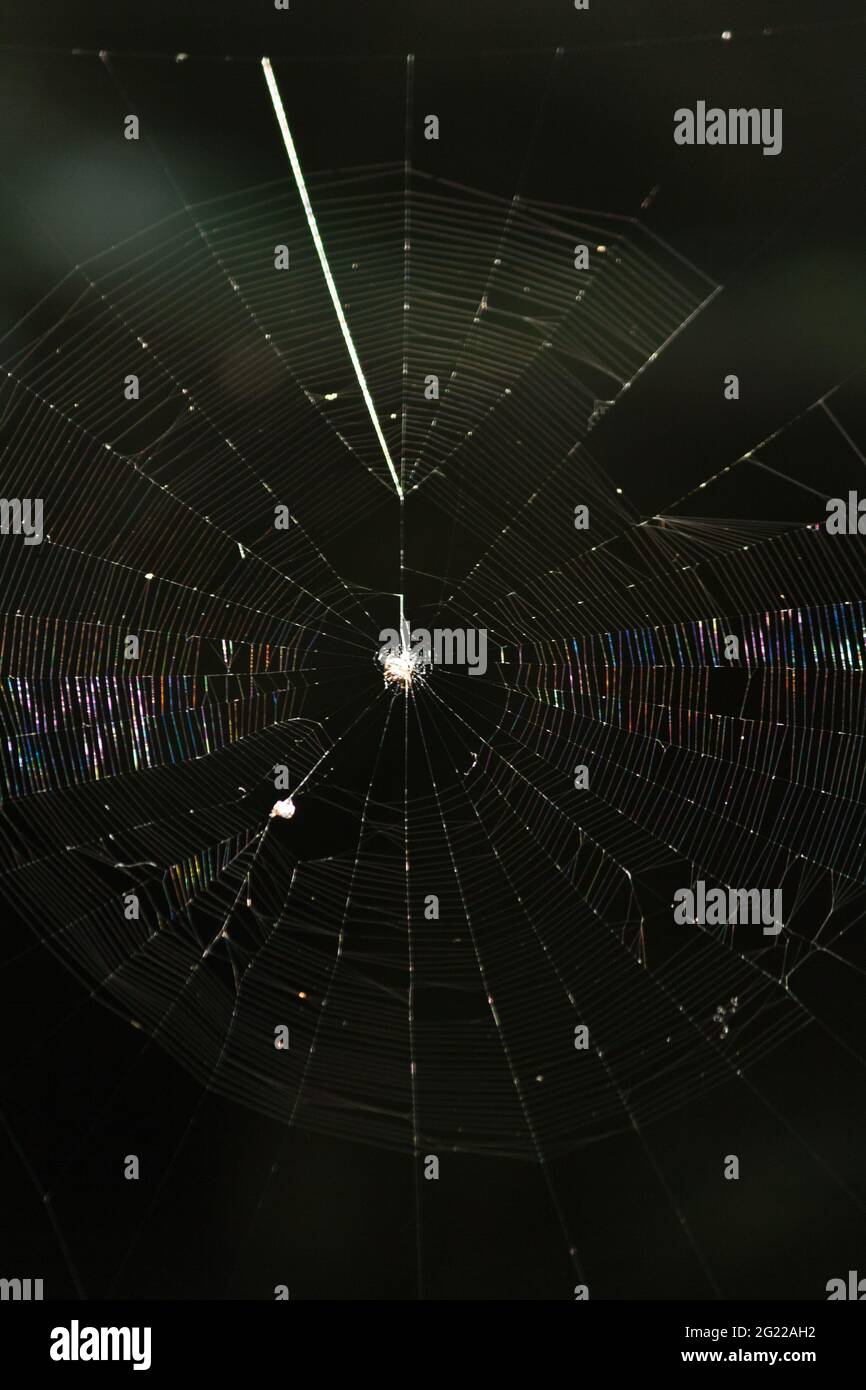 Beautiful and colorful spider web with dark background Stock Photo - Alamy