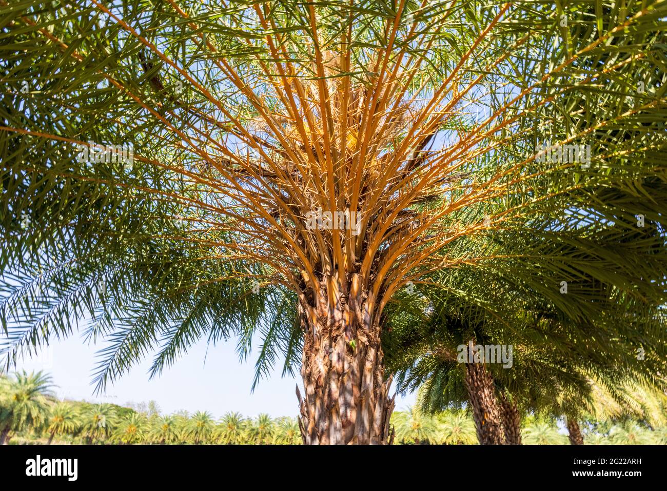 Date palm trees plantation with clear sky Stock Photo - Alamy