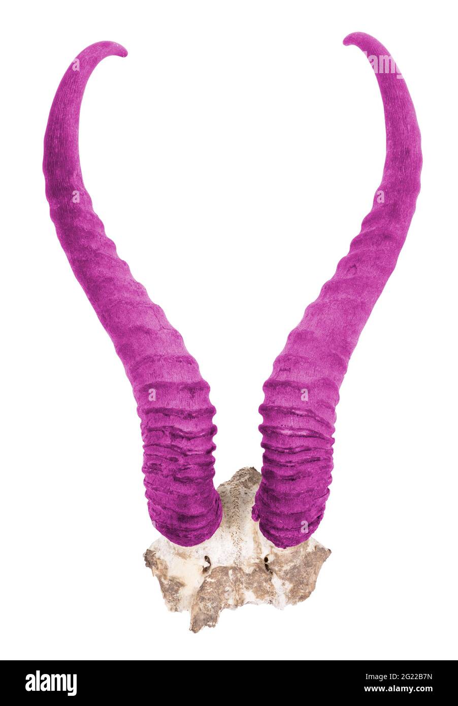Pink springbok antlers isolated on a white background Stock Photo - Alamy
