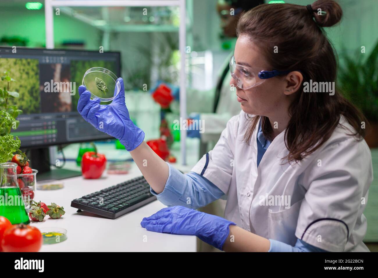 Botanist researcher holding petri dish with green leaf sample analyzing ...