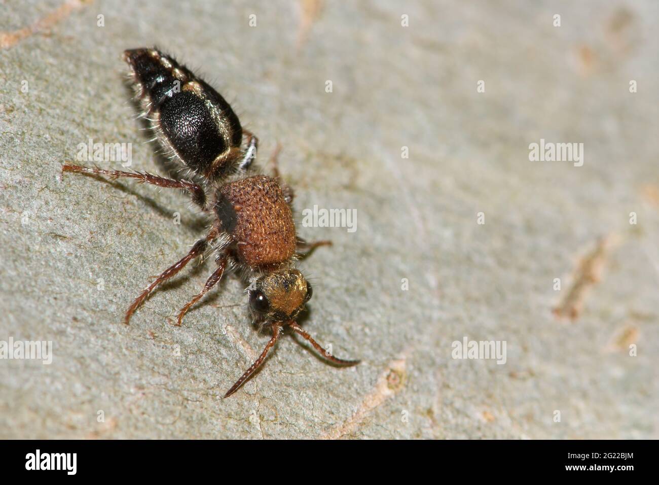 Velvet Ant on tree trunk Stock Photo - Alamy