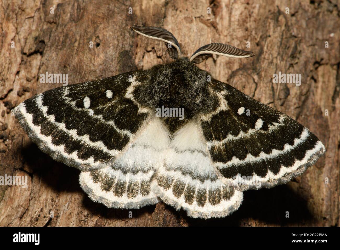 Toothed Anthelid Moth on tree Stock Photo - Alamy