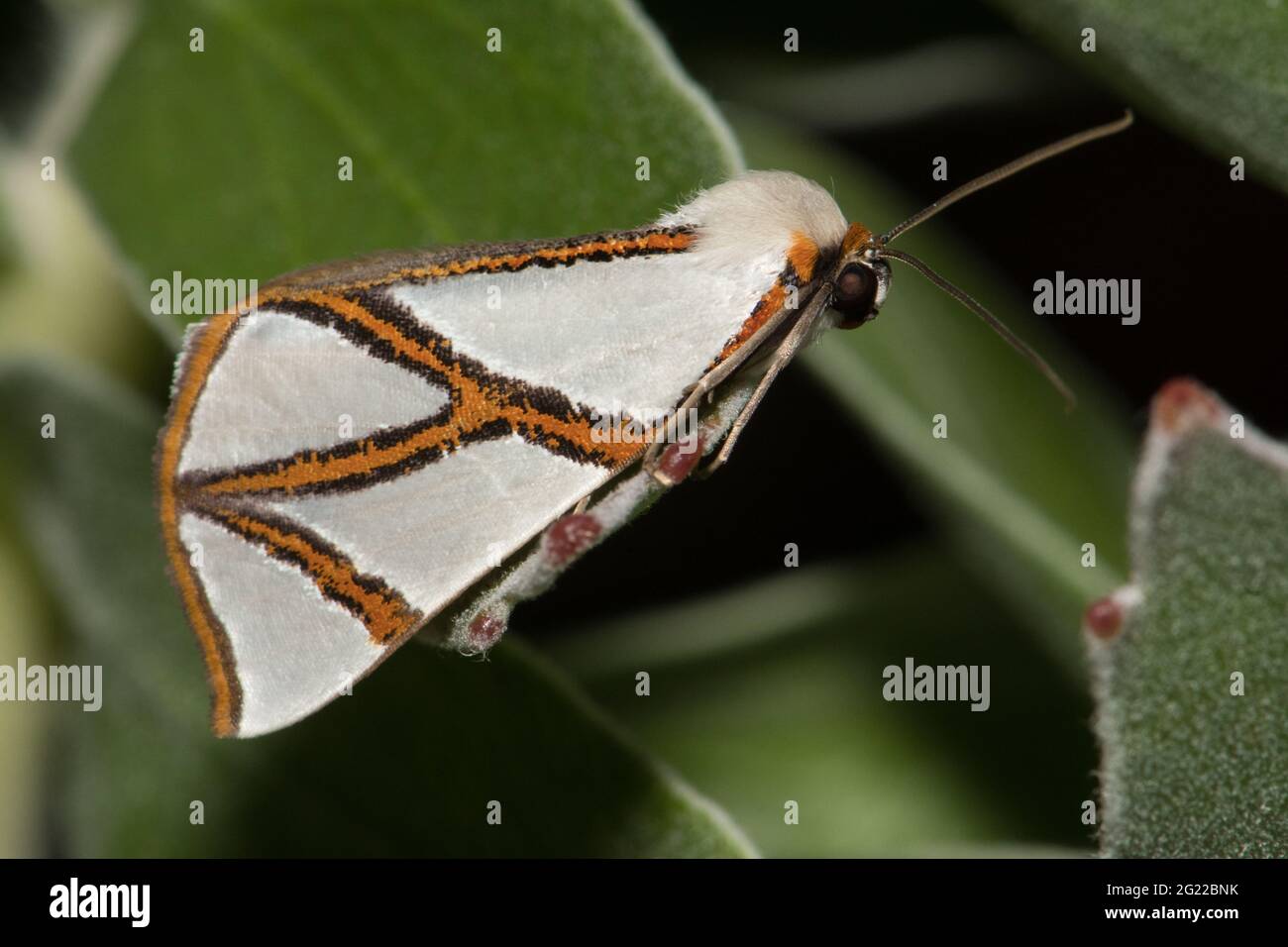 Claras satin moth hi-res stock photography and images - Alamy
