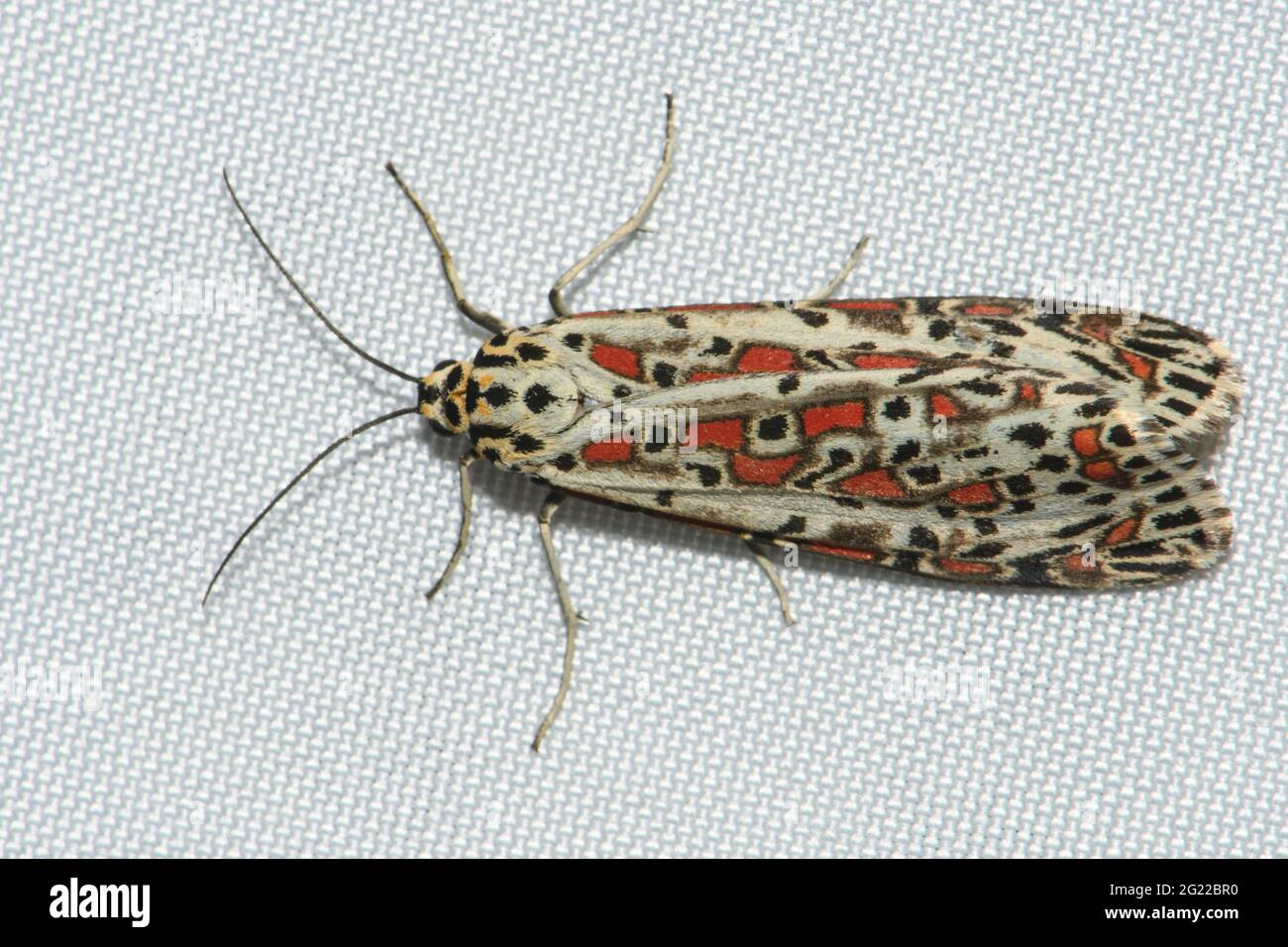 Light sheet hi-res stock photography and images - Alamy