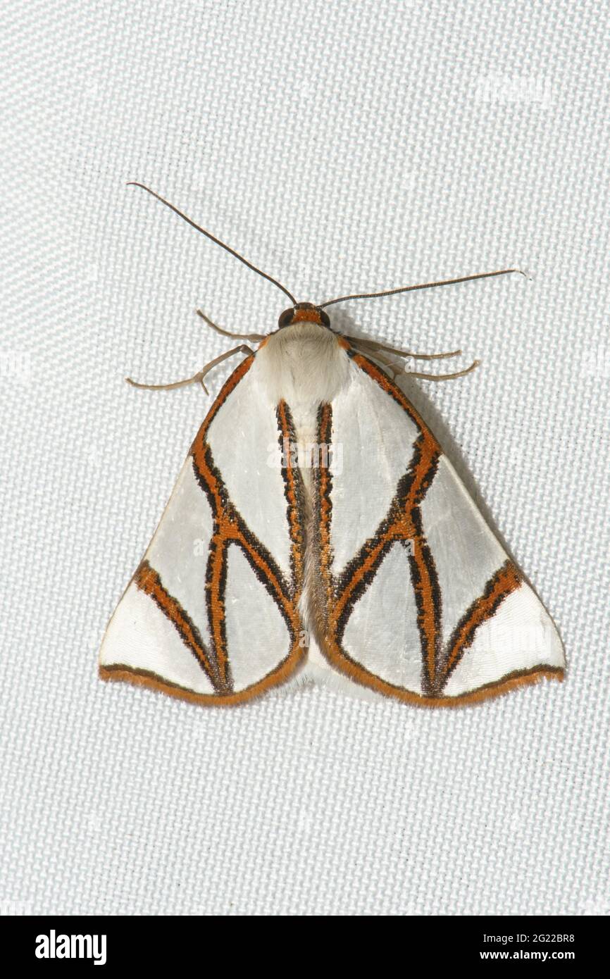 Satin moth hi-res stock photography and images - Alamy