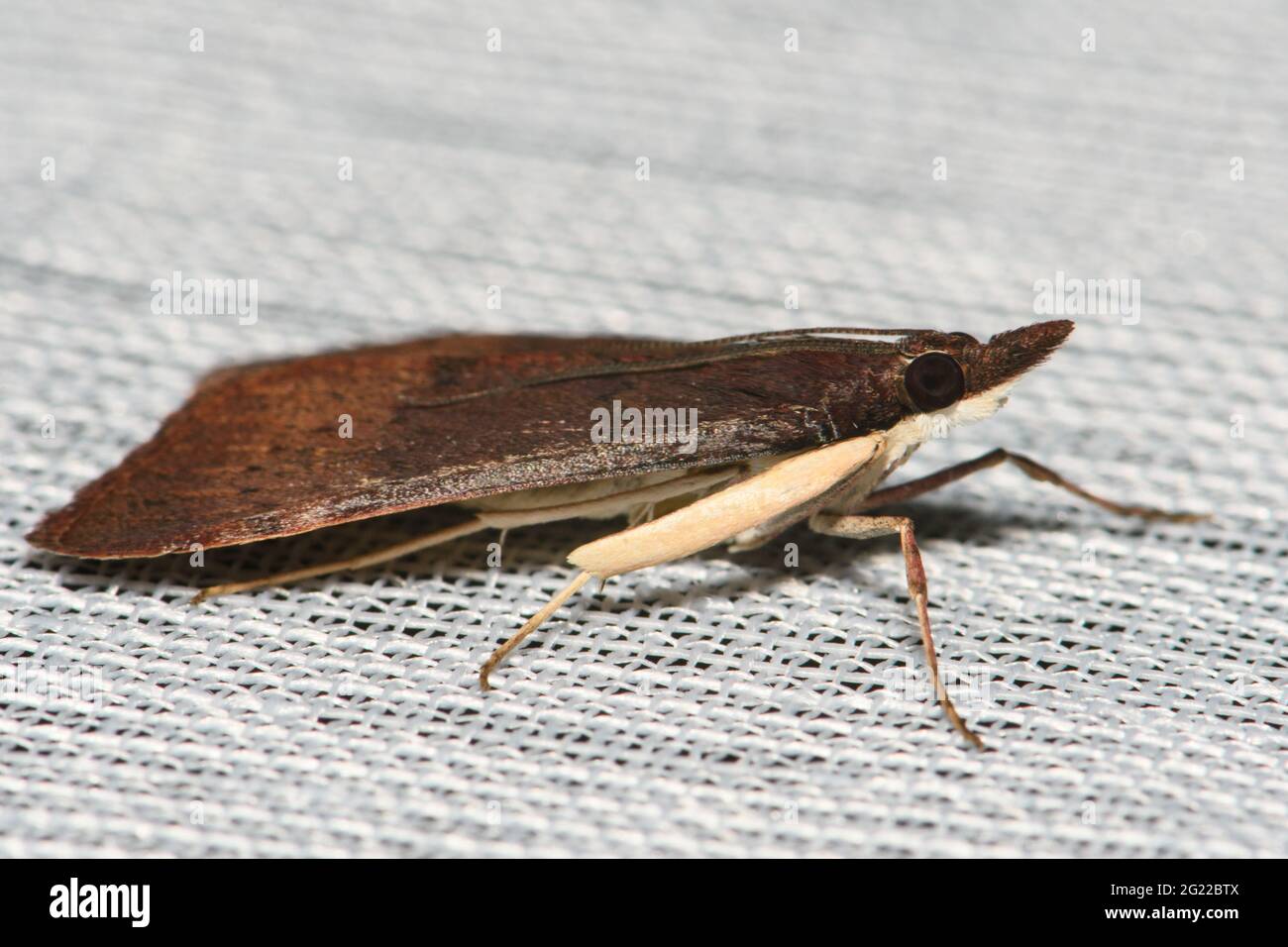 Tree Lucerne Moth on sheet Stock Photo - Alamy