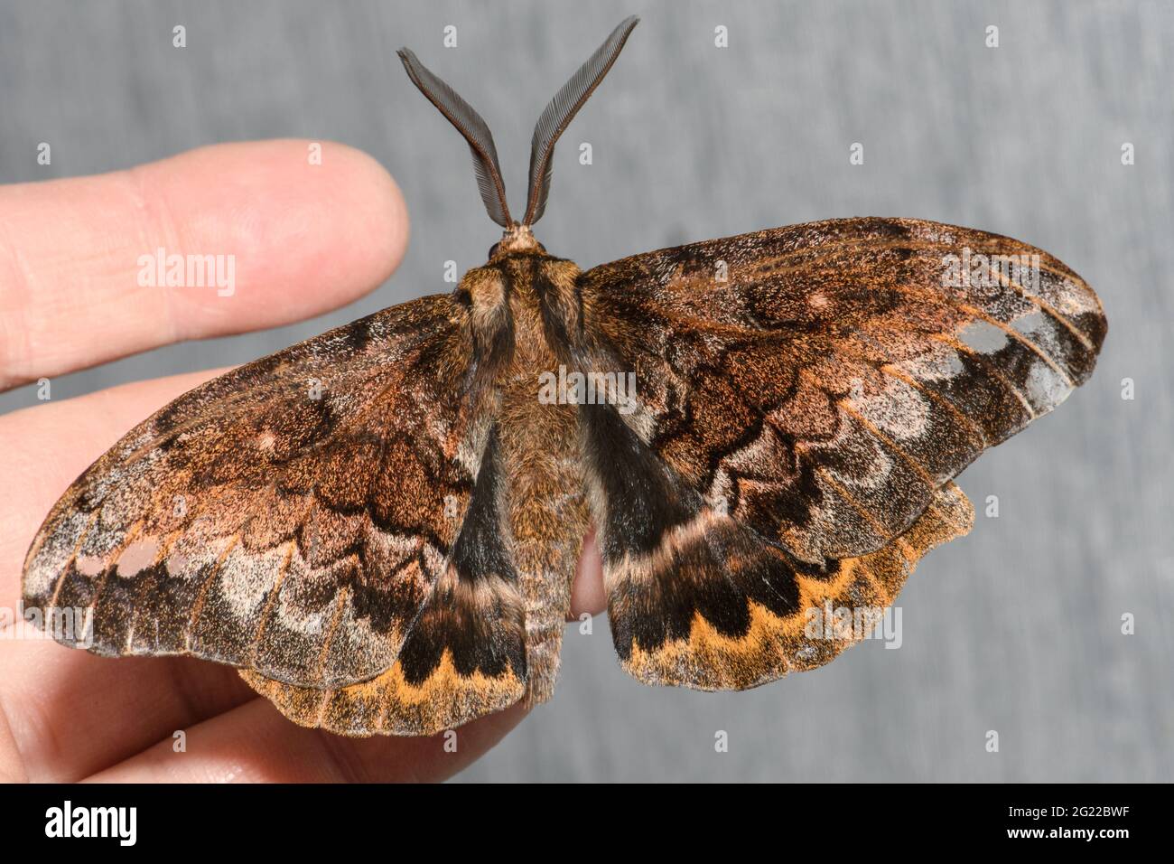 Gum moth hi-res stock photography and images - Alamy