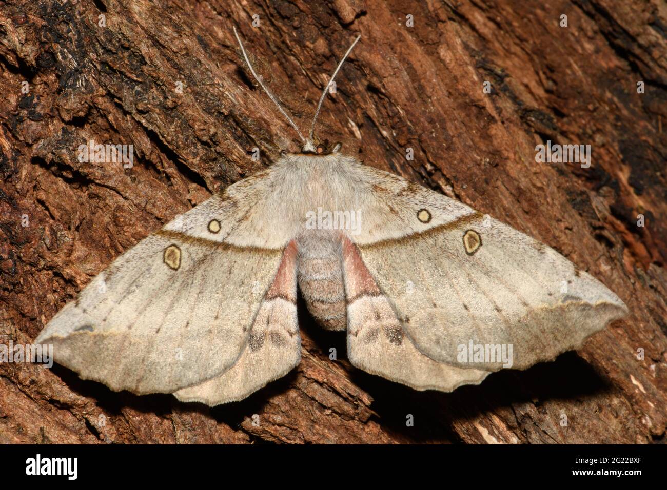 White stemmed acacia moth hi-res stock photography and images - Alamy
