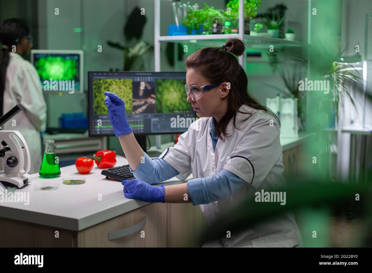 Chemist scientist looking at green leaf sample checking genetic ...