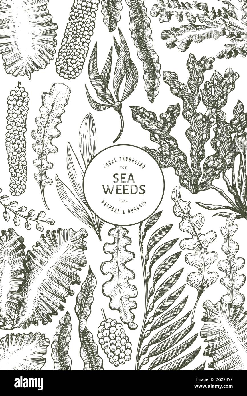 Seaweed design template. Hand drawn vector seaweeds illustration ...