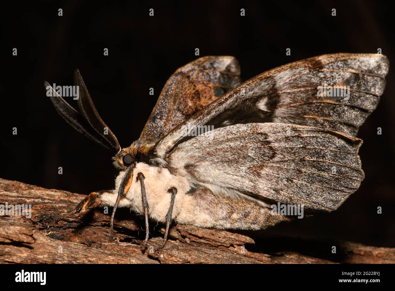 Gum Moth High Resolution Stock Photography and Images - Alamy