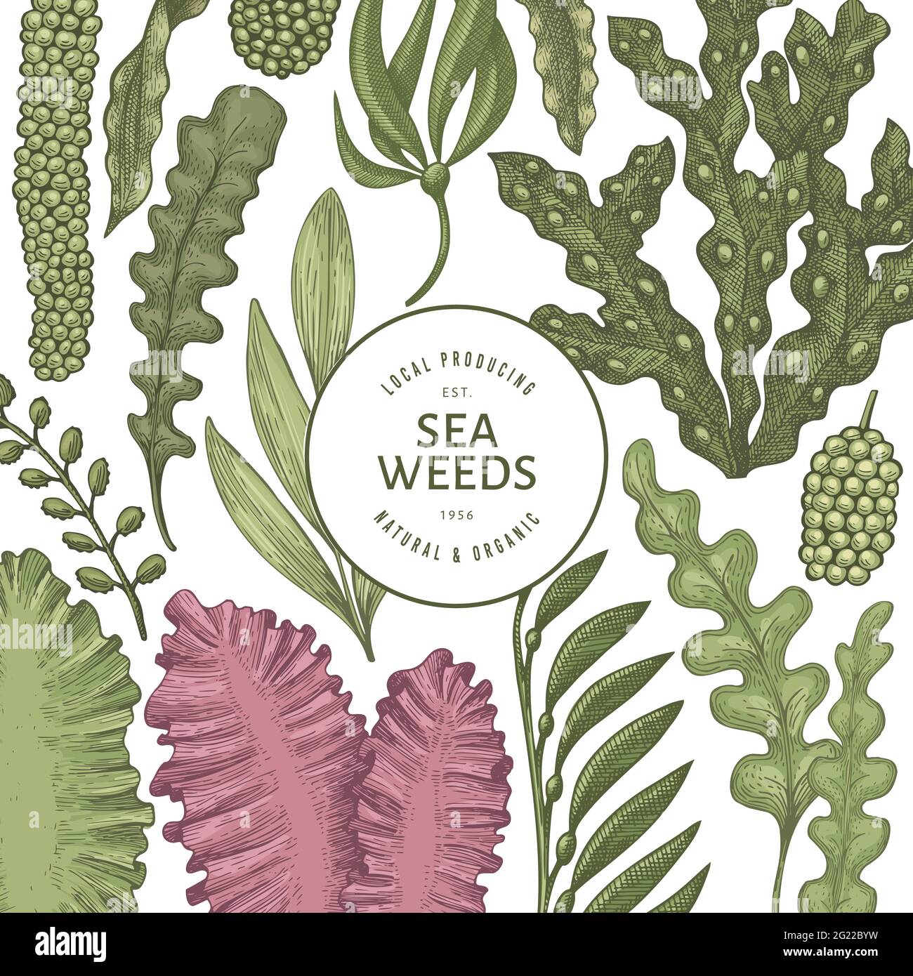 Seaweed design template. Hand drawn vector seaweeds illustration ...