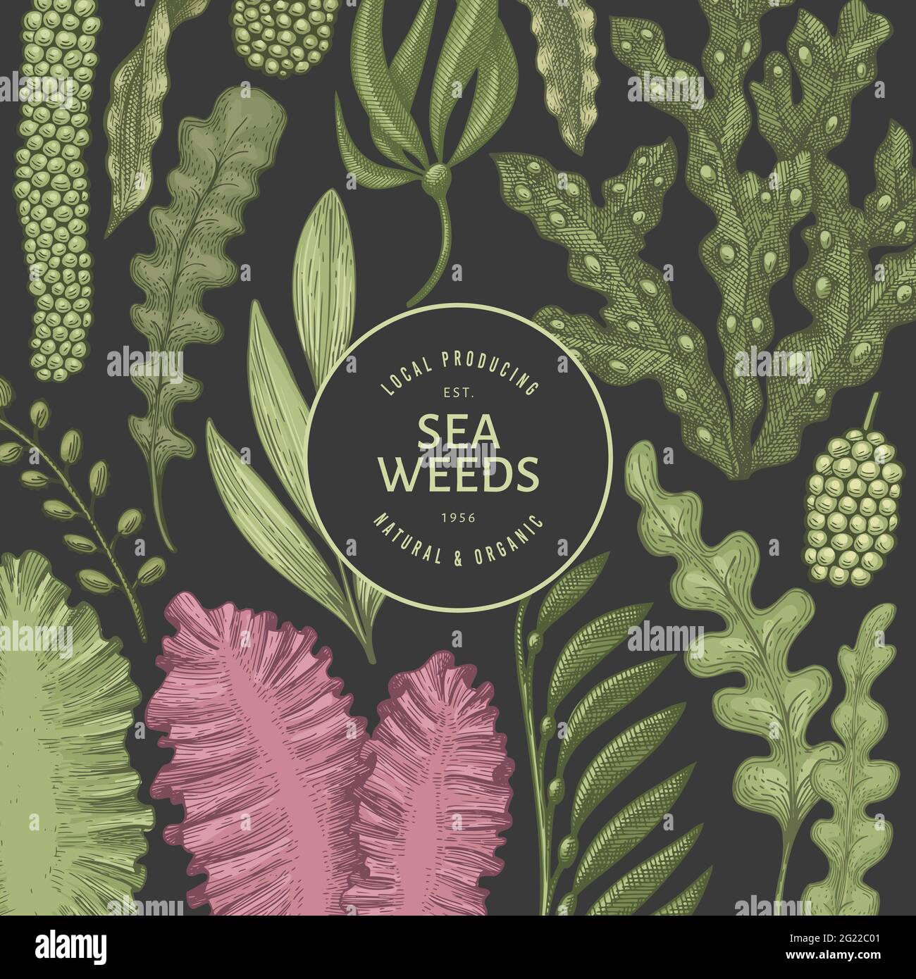 Seaweed design template. Hand drawn vector seaweeds illustration ...