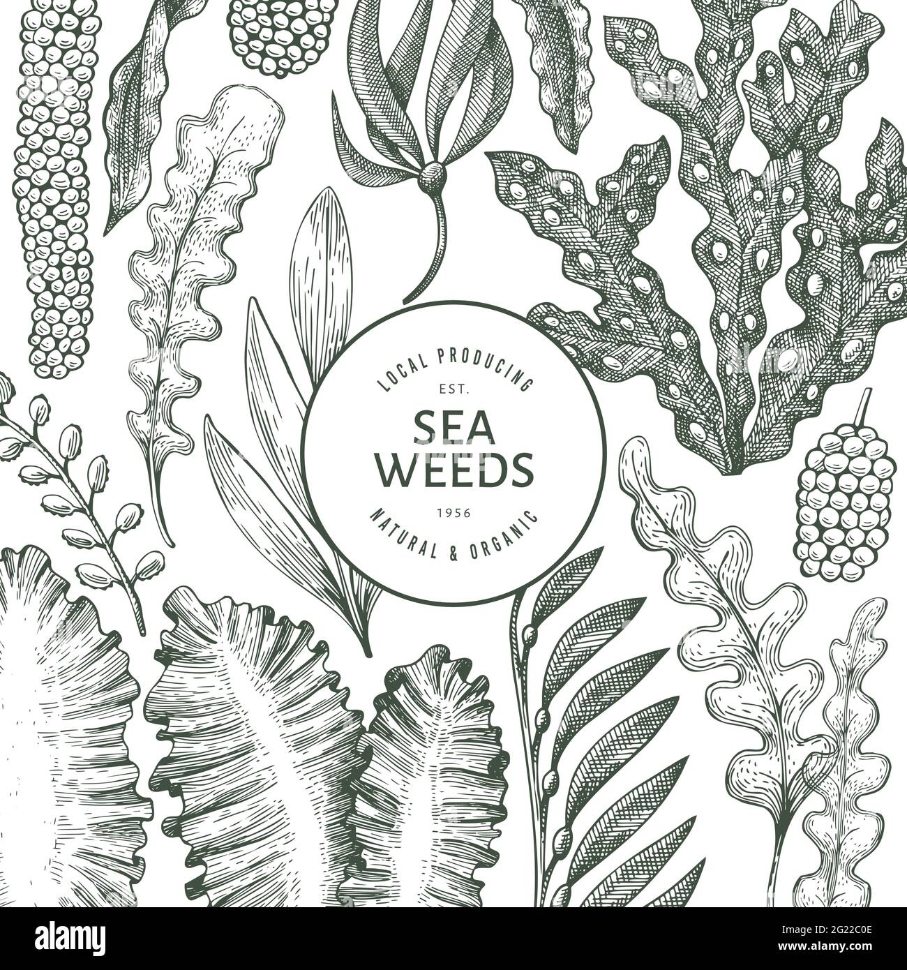 Seaweed design template. Hand drawn vector seaweeds illustration ...
