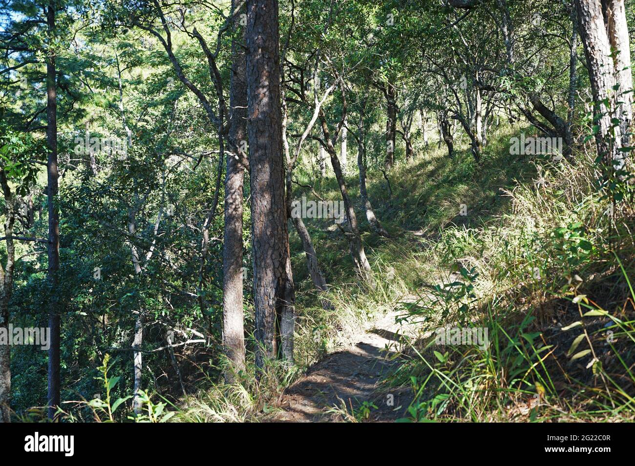 Trail pathway among natural green rainforest park Stock Photo - Alamy