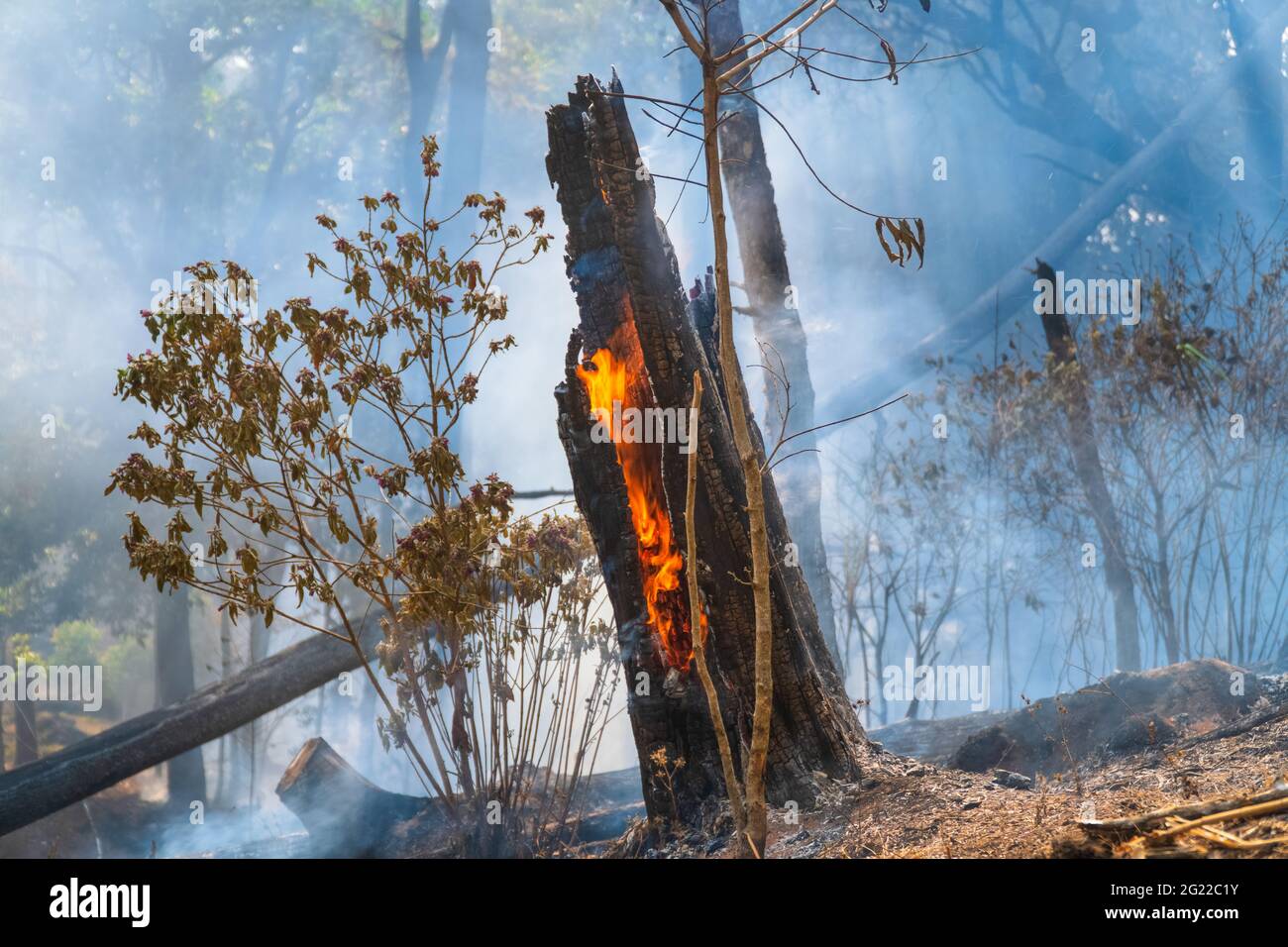 Forest after a fire . Trees that are severely damaged by fire Stock ...