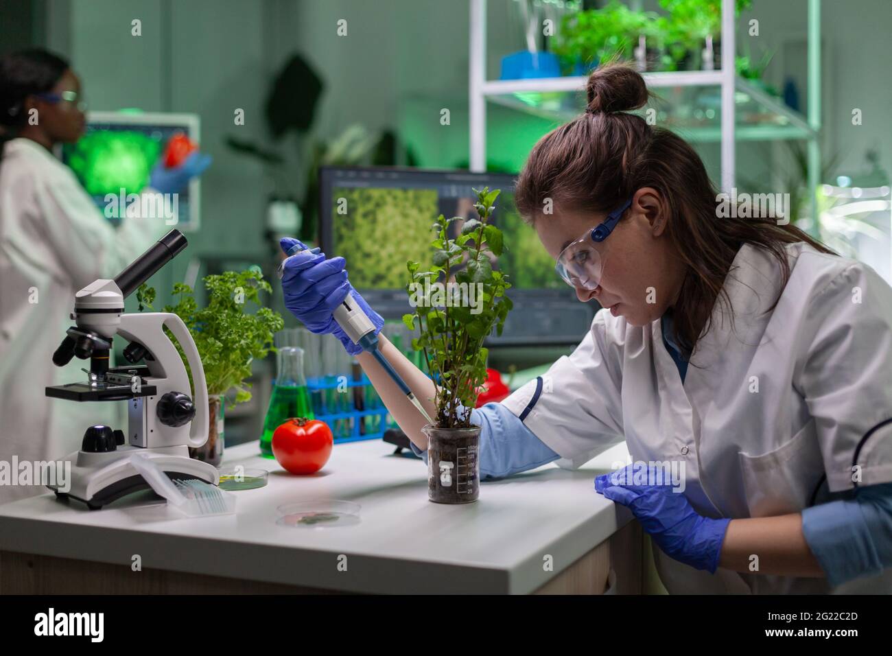 Biochemist scientific taking green liquid with micropieptte puttin on ...