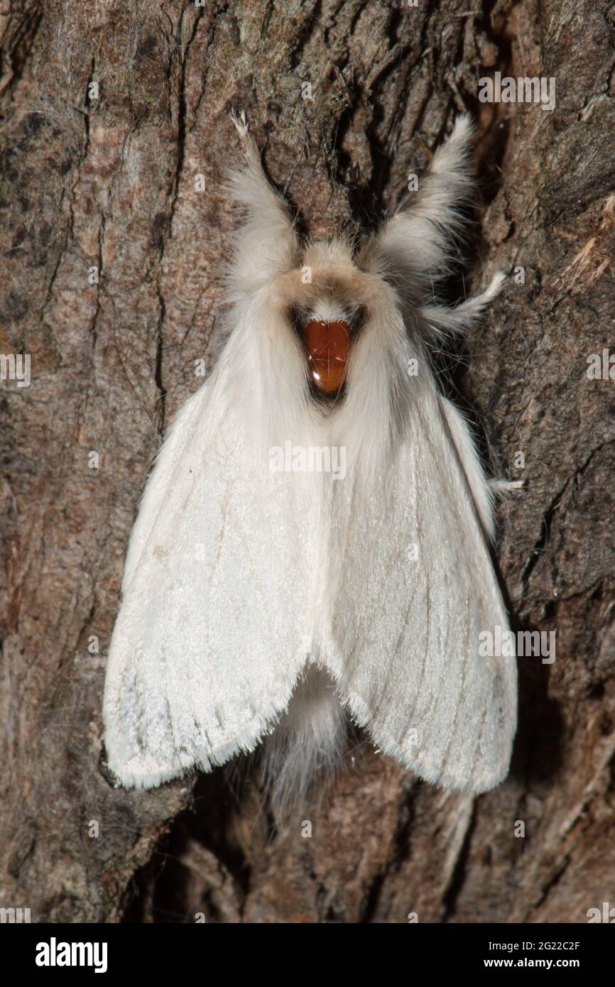 Long tailed fauna hi-res stock photography and images - Alamy