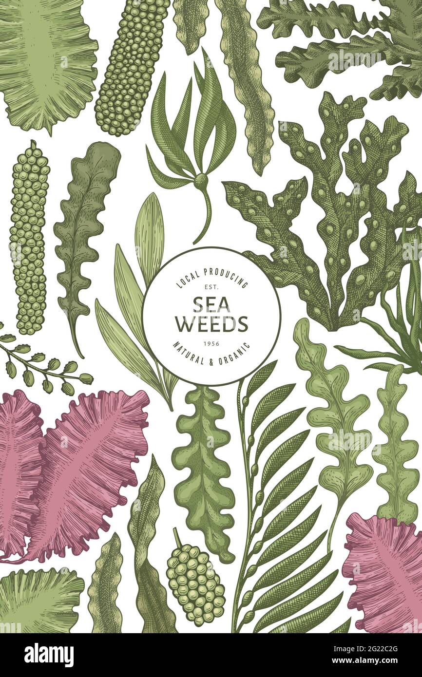Seaweed design template. Hand drawn vector seaweeds illustration ...