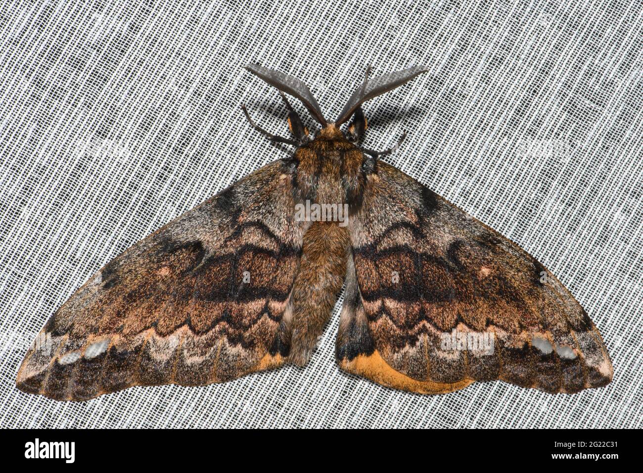 Batwing moth hi-res stock photography and images - Alamy