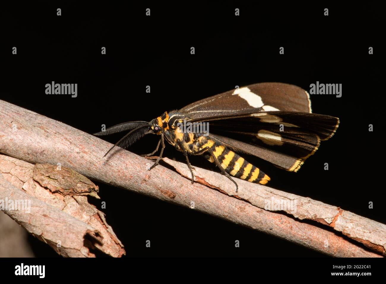 Australian Magpie Moth at night Stock Photo - Alamy