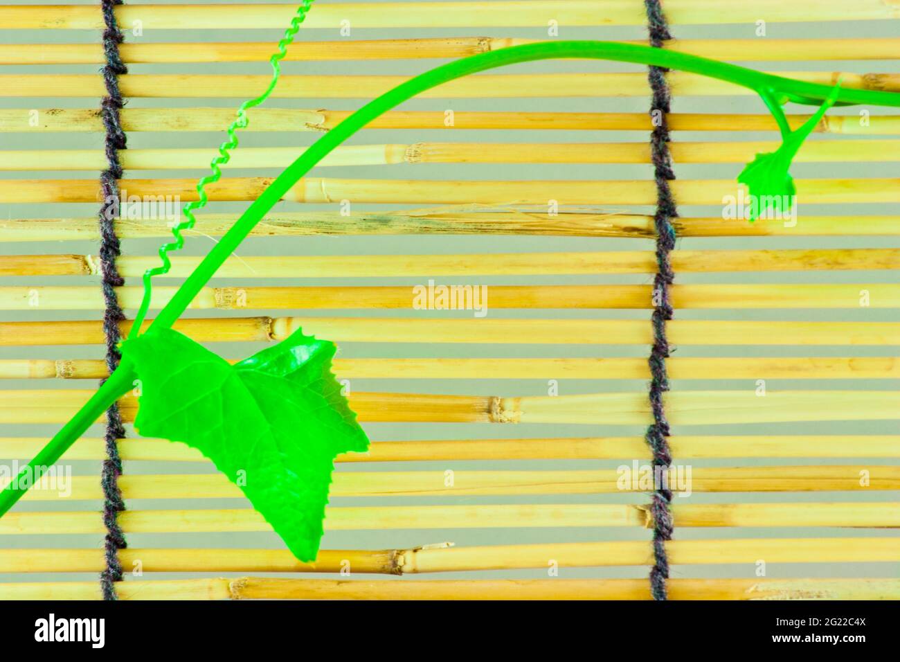 Green ivy shoots on Japanese bamboo blind Stock Photo - Alamy