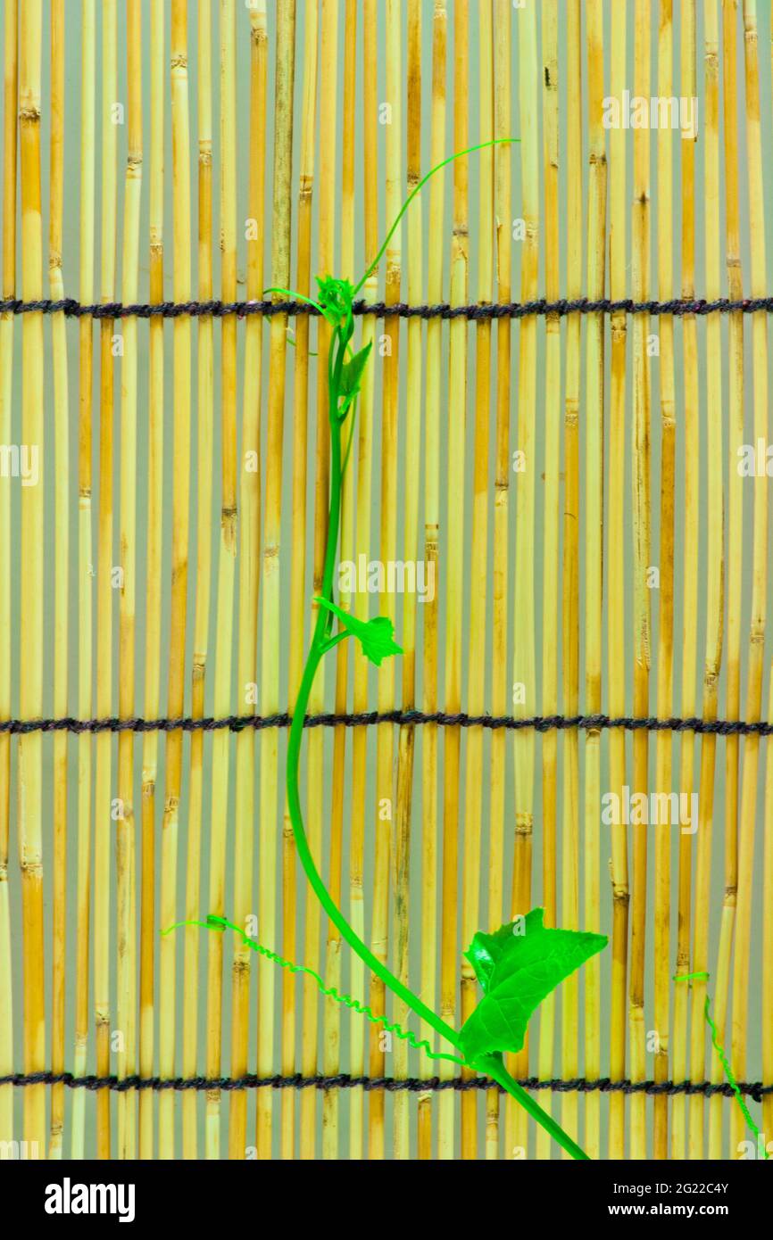 Ivy shoots hi-res stock photography and images - Alamy