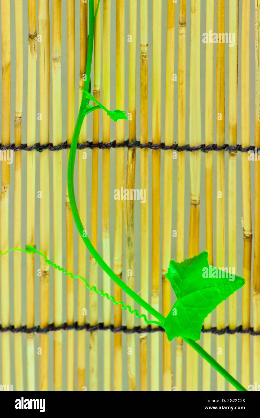 Green ivy shoots on Japanese bamboo blind Stock Photo - Alamy