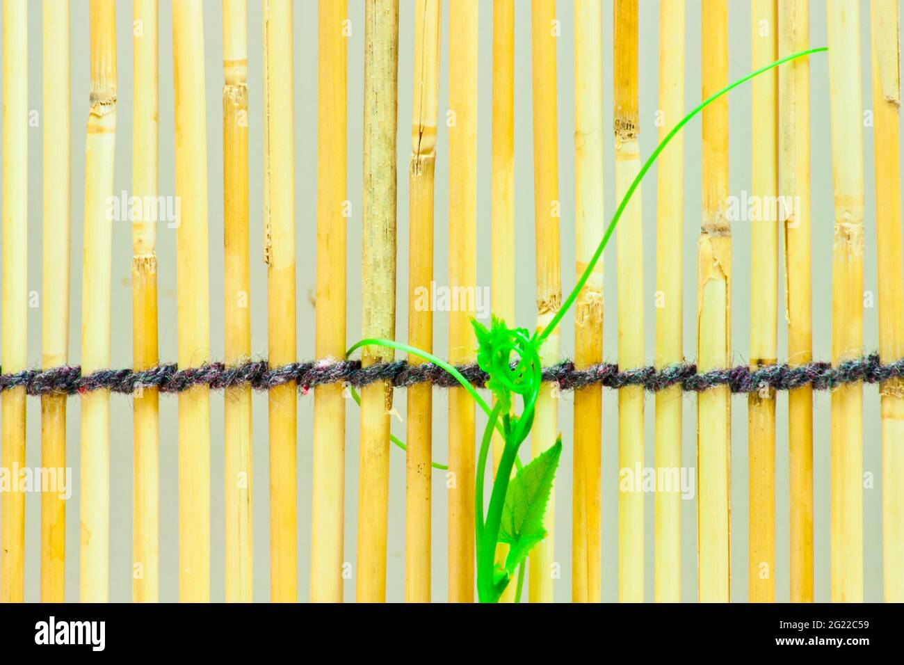 Ivy shoots hi-res stock photography and images - Alamy