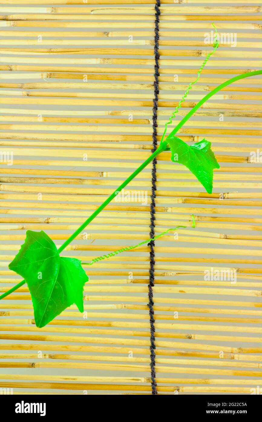 Green ivy shoots on Japanese bamboo blind Stock Photo - Alamy