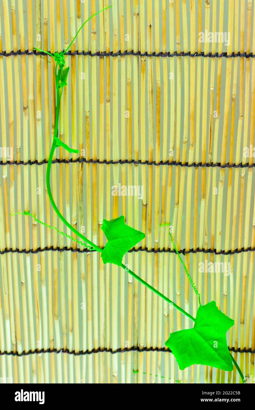 Green ivy shoots on Japanese bamboo blind Stock Photo - Alamy